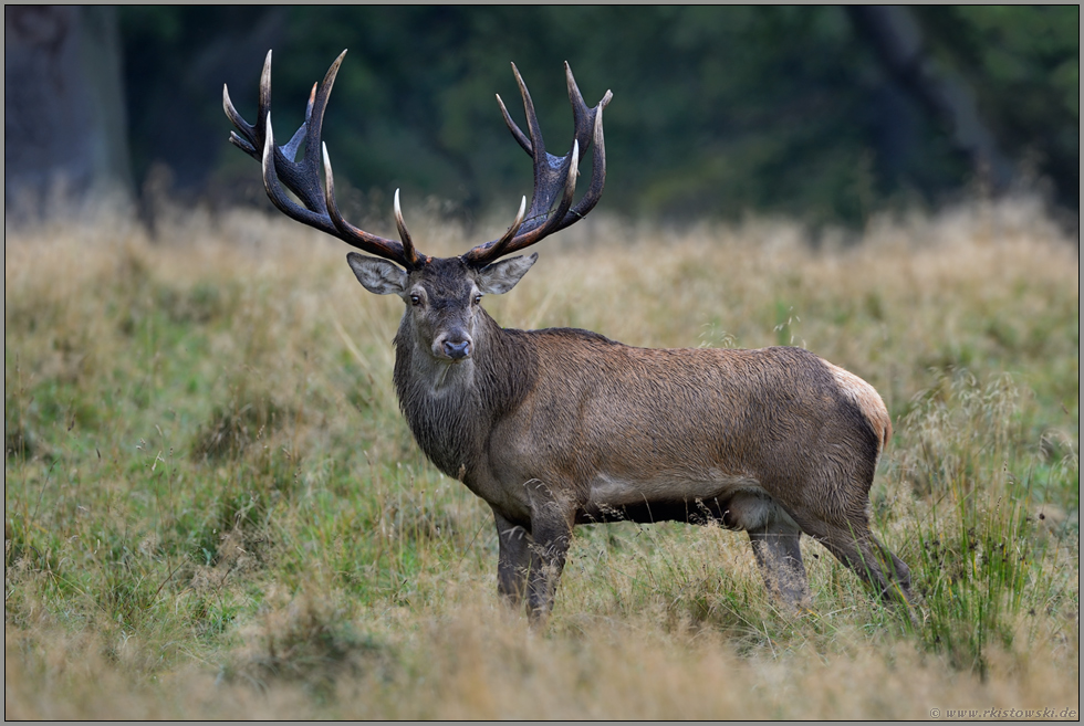 kapitaler Hirsch... Rothirsch *Cervus elaphus* (www.wunderbare-erde.de)