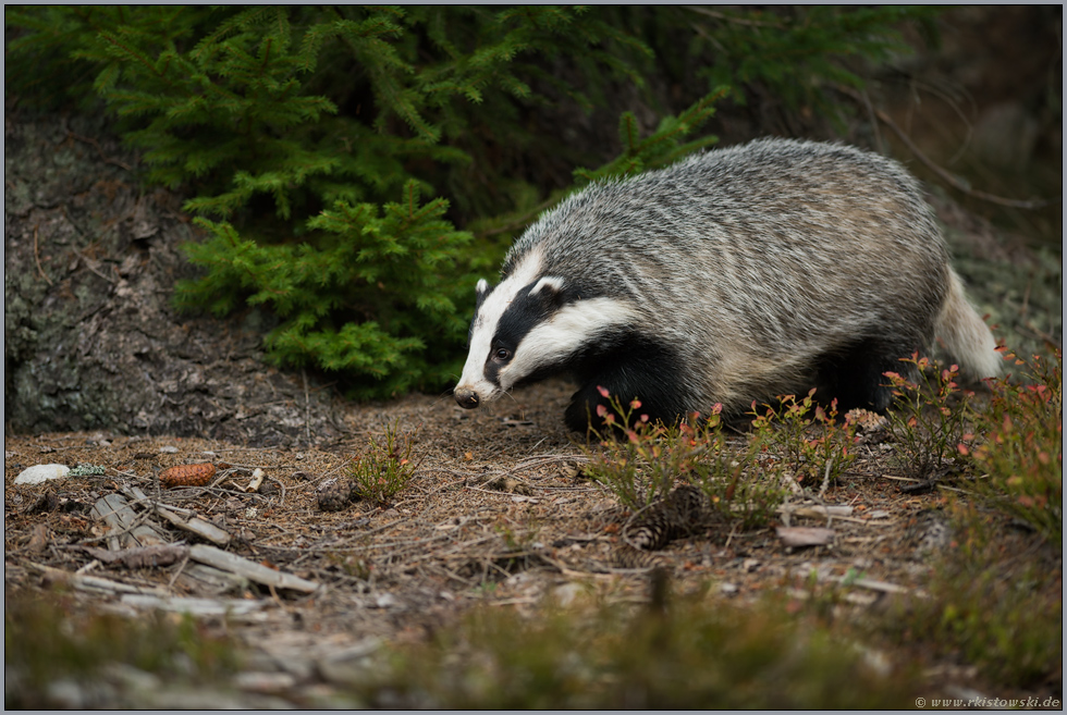 am Waldrand... Europäischer Dachs *Meles meles* (www.wunderbare-erde.de)